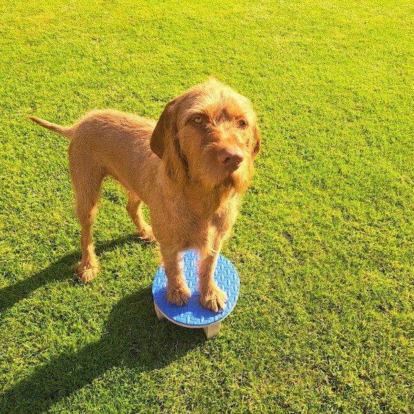 Dog Training Pivot Box and Place Board 2 Piece Bundle for Dog Agility ...