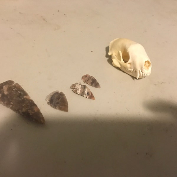 20 Real Coyote Claws! - Etsy