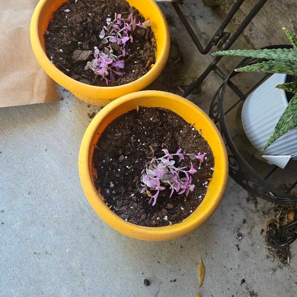 Alocasia Pink Princess Starter Plant ALL STARTER PLANTS Require You to ...
