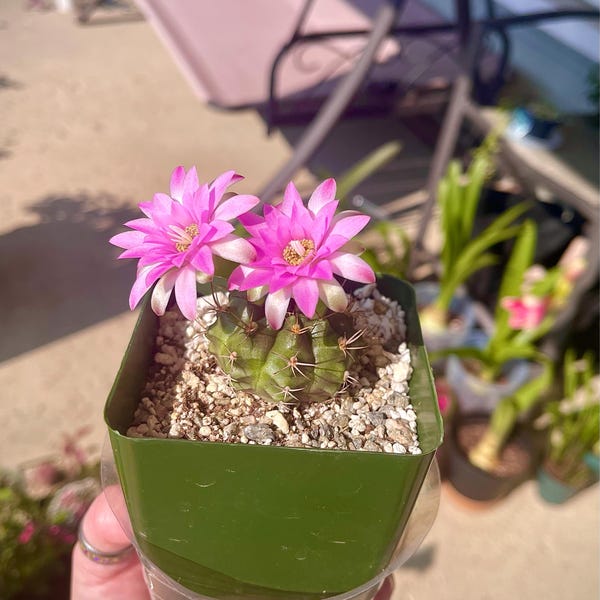Gymnocalycium Rotundulum Cactus, Pink Cactus, Rare Cactus, Live Plant ...