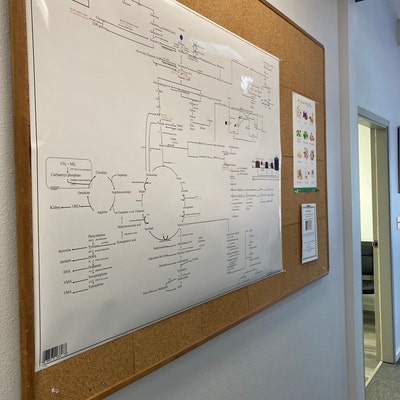 Medical Biochemistry Pathways Poster - Etsy