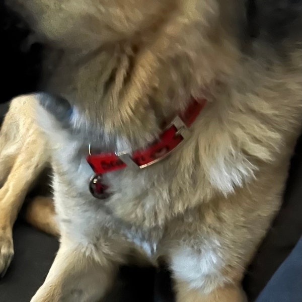 German Shorthaired Pointer Dog Collar, GSP Dog Collar, German ...