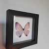 Real Kolyma 88 Butterfly Framed Taxidermy - Callicore Kolyma - Etsy