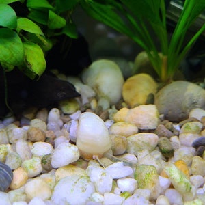Super Snello 8oz Aquatic Snail Food Dehydrated Snail | Etsy