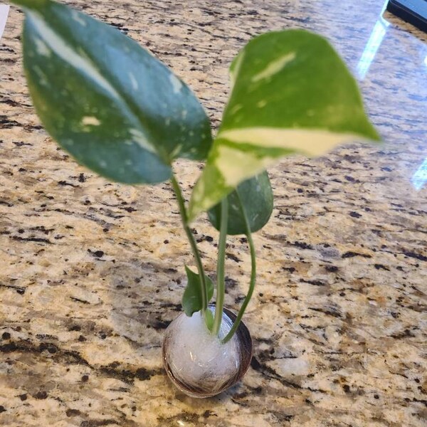 Calathea Pilosa Super Lush Calathea Pilosa Starter Plant Rooted ...