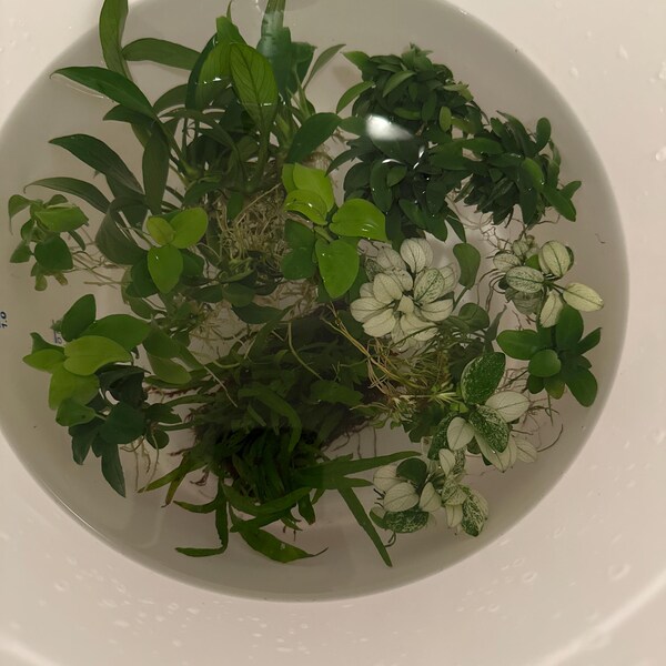 Java Fern 'petite' (microsorum Pteropus) Mat - Live Aquatic Plant for ...