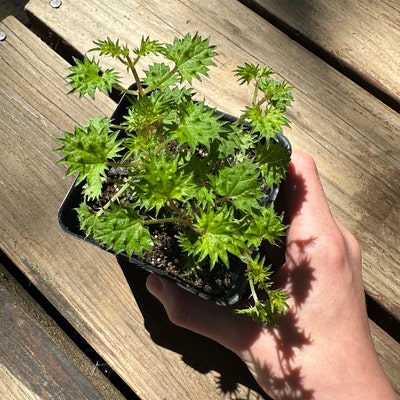 Pelargonium Citronellum 'mabel Grey' Mabel Grey - Etsy