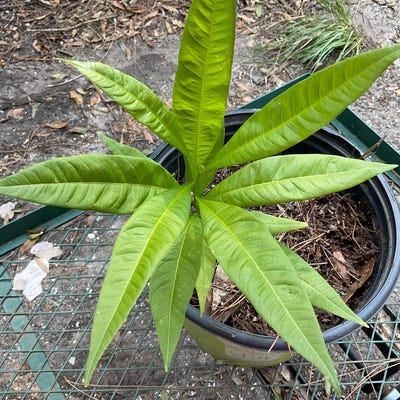 Giant Rose Apple, Poma Rosa syzygium Jambos Live Plant - Etsy