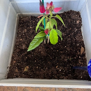 CORNUTIA GRANDIFLORA Tropical Jamaican Lilac Live Plant Bush Showy ...