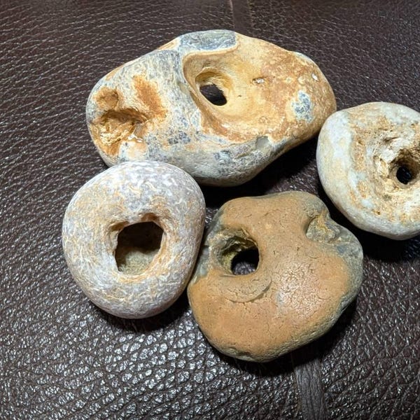 Devil Pod / Bat Nut / Water Caltrop /trapa Bicornis - Protective Amulet ...