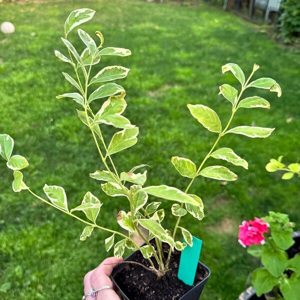 Hosta TRUE Chartreuse With White/cream Edges 'american Dream' in 4.5x5 ...
