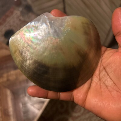 Pearled Polished Abalone Haliotis Shells 2-1/23 - Etsy