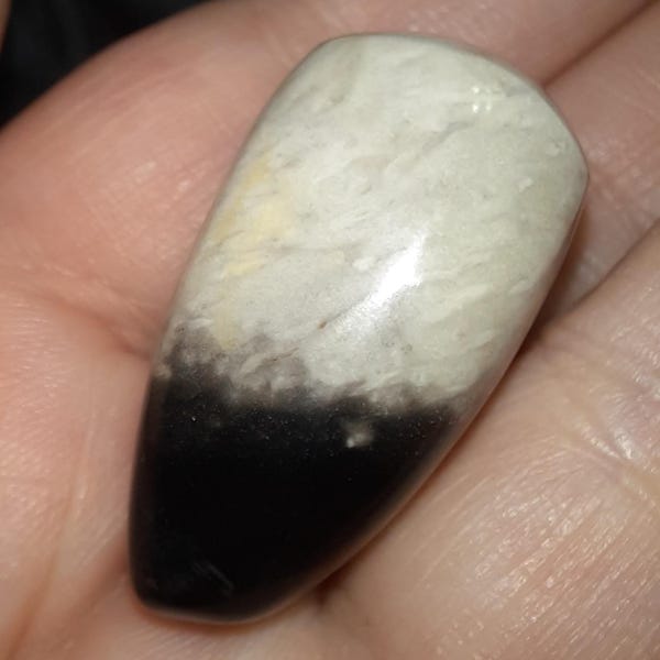 Palm Root Fossil Tumbled Stone - Etsy