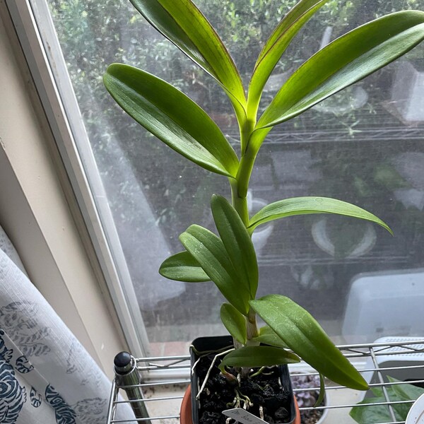 Rlc. Sung Ya Green 'mailman' 2.5 Pot - Etsy