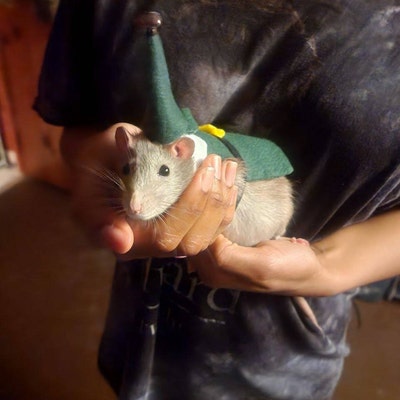 Elf Costume Pet Costume for Rats Santa Helper Rat - Etsy