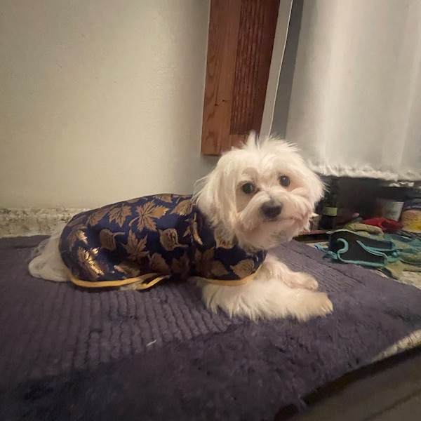 Traditional Indian Dog Kurta – Luxury Pet Clothing for Celebrations - Etsy