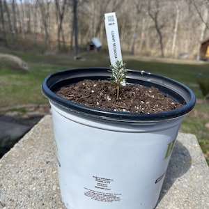 Coast Redwood Tree Seed Grow Kit the Jonsteen Company - Etsy