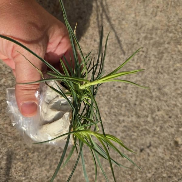 5 Mixed Coreopsis Starter Perennials. Loves Sun. Super Easy to Grow ...