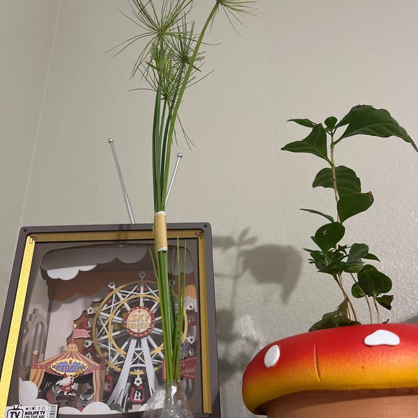 Theobroma Cacao Amelonado/forastero Live Rooted Plant Tree - Etsy