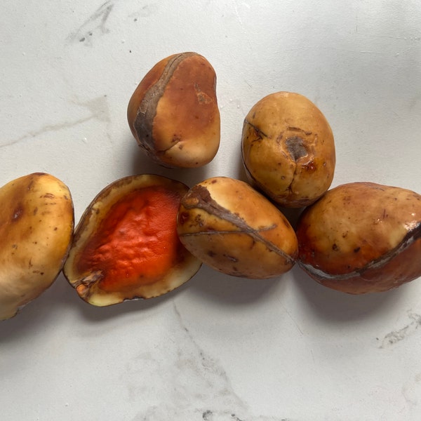 White Kola Nuts/ 1lbs - Etsy