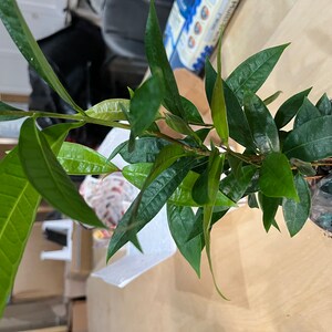 Veralu Ceylon Olive Tree Seedling elaeocarpus Serratus - Etsy