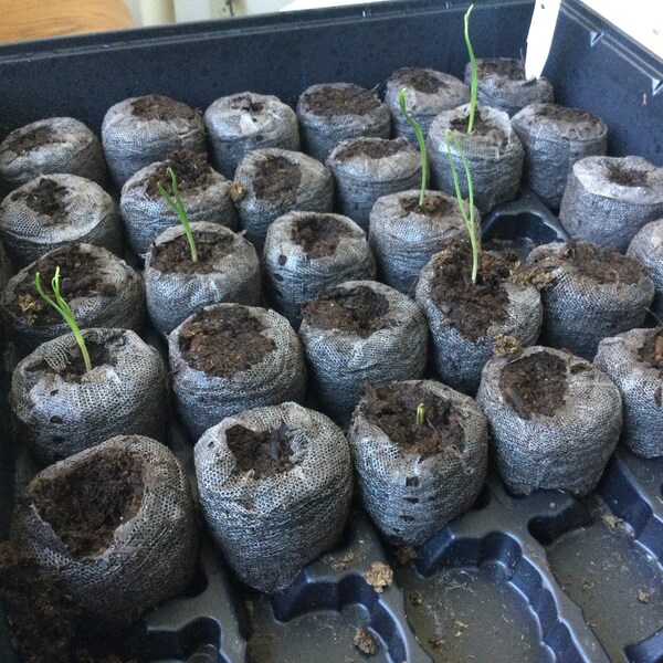 Giant Rattle Breadseed Poppy Seeds - Etsy