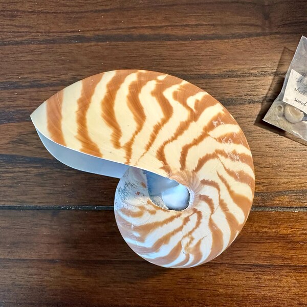 Sundial Shell - ARCHITECTONICA PERSPECTIVA - Etsy