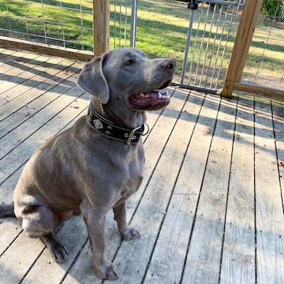 Bestia Aztec BLACK SET Collar & Lead. Big Dogs, Mastiffs, Dogo Canario ...