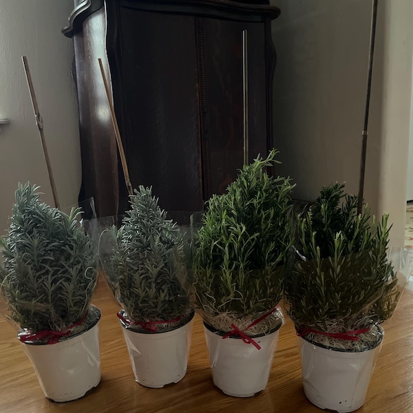 FOSTER 4-pack LIVE 4 Inch Kalanchoe, Blooming Houseplant, Gardening ...