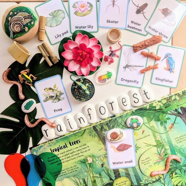 Rainforest Facts Flashcards | a Set of 20 Flashcards | Jungle Animals ...