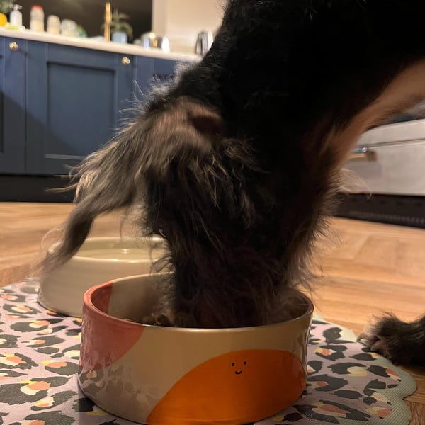 Handmade Ceramic Pet Bowl | Orange & Pink Happy Blob Design - Etsy UK