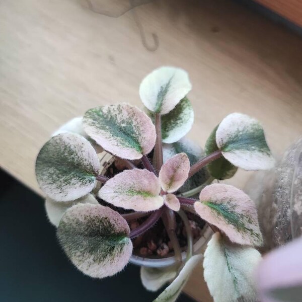 Very Rare 'leaf Chimera Rob's Lucky Penny' African Violet Miniature ...