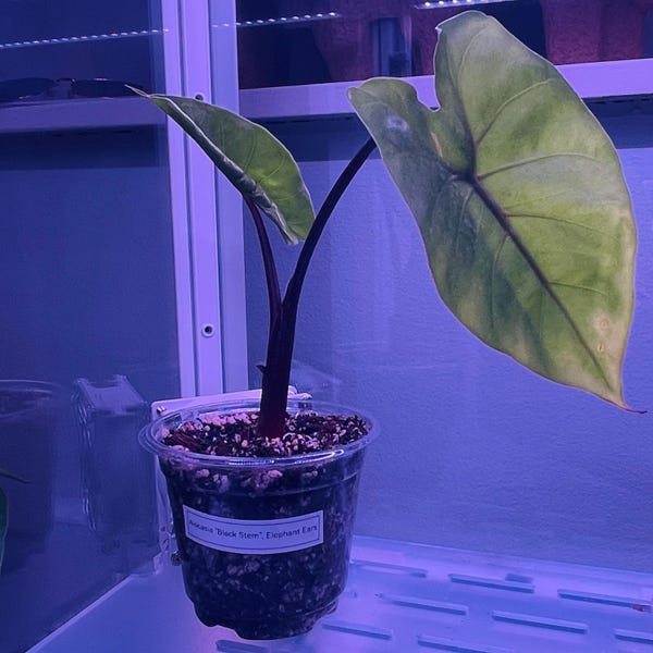 Live Angel Wing Begonia medora Starter Plant USA SELLER - Etsy