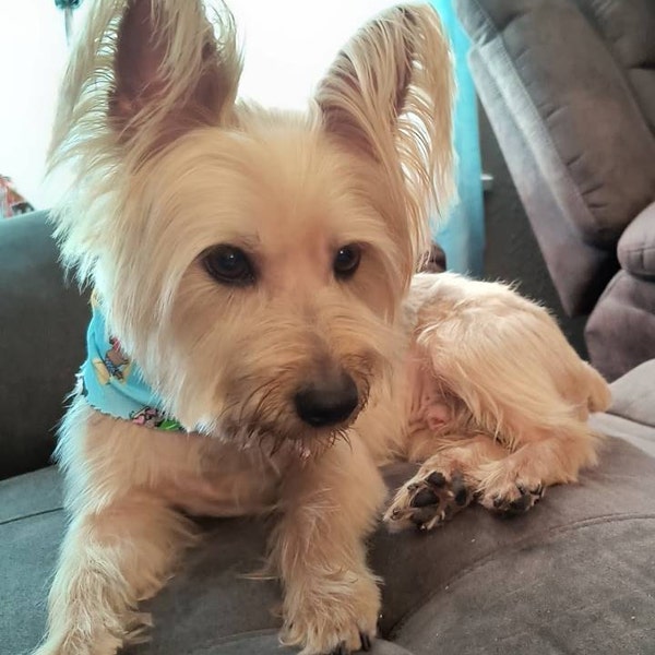 Restaurant Prep Sheet, Food Prep Chart, Food Prep Sheet, Restaurant ...