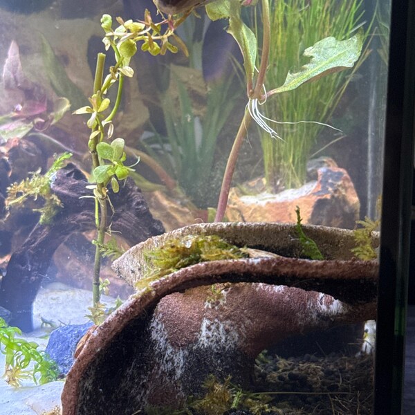 Corner Aquarium Terrarium Cave Hideout – Decorative Shelter for Fish ...