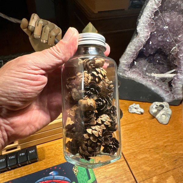 Dried Crepe Myrtle Seed Pods in Assorted Sizes, Natural Dried Mini ...