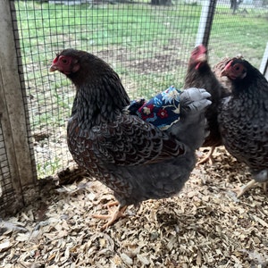 Chicken Diapers/ Hen Diapers/ Birds Diapers/rooster Diaper - Etsy