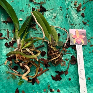 Fragrant Cattleya Orchid Blc Hawaiian Leopard "mei Ling" Live Plant ...