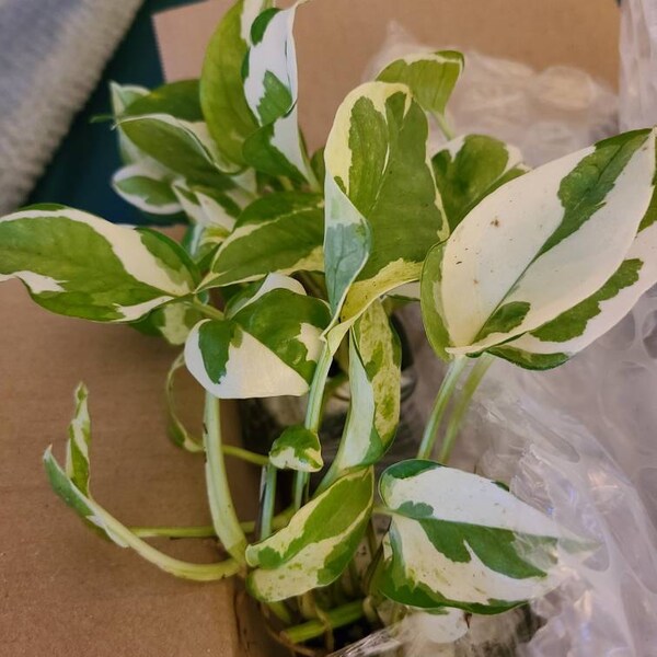 RARE N’joy Pothos Cuttings - Variegated Easy Care Houseplant - Rare Low ...