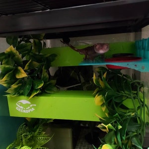 2.0 Geckopia Reptile Flex Bridge 2 Pack Frog Bridge Reptile Climber ...