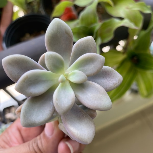 Rare Succulent - Graptopetalum Ellen - Etsy