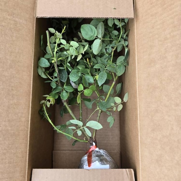 Rose “ausbite” English Climbing Rose Plant Ownroot, 1 Gallon - Etsy