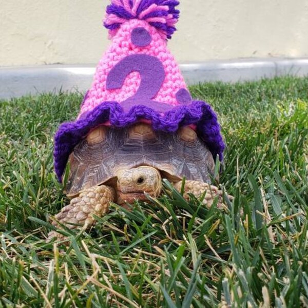 Birthday Hat Costume for Turtles/tortoises - Etsy