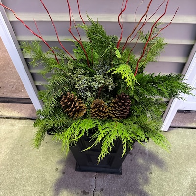 Juniper Fresh Cut Oregon Juniper Box Christmas Wedding Fresh Cut ...