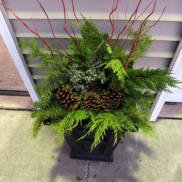 Fresh Cut Cedar Stems Christmas Greenery Oregon Pacific Northwest ...