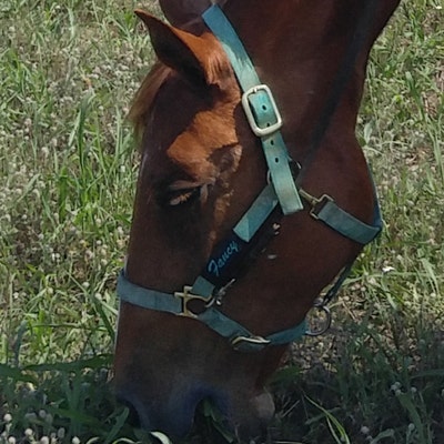 Embroidered Horse Halter Name Tag 1 Line - Etsy