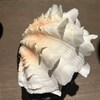 Centre Cut Chambered Nautilus Sea Shell Very Rare Natural Display ...