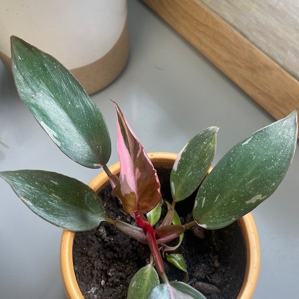Philodendron Black Cherry Pink Princess Starter Plant ALL STARTER ...