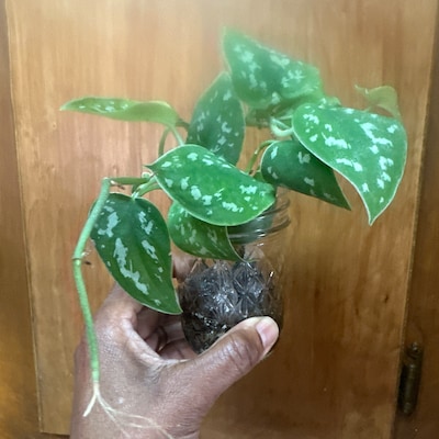 Scindapsus Pictus Silver Satin Starter Plant ALL STARTER PLANTS Require ...