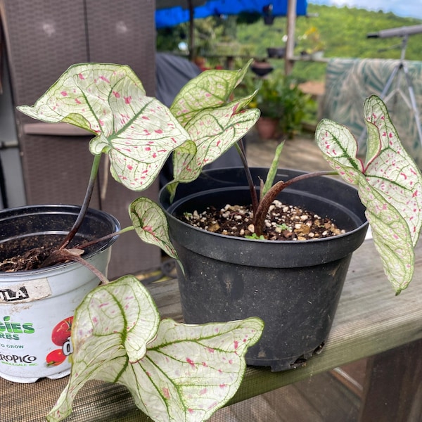 Caladium 'flatter Me' Size 2 2 Bulbs New Crop 2024 - Etsy